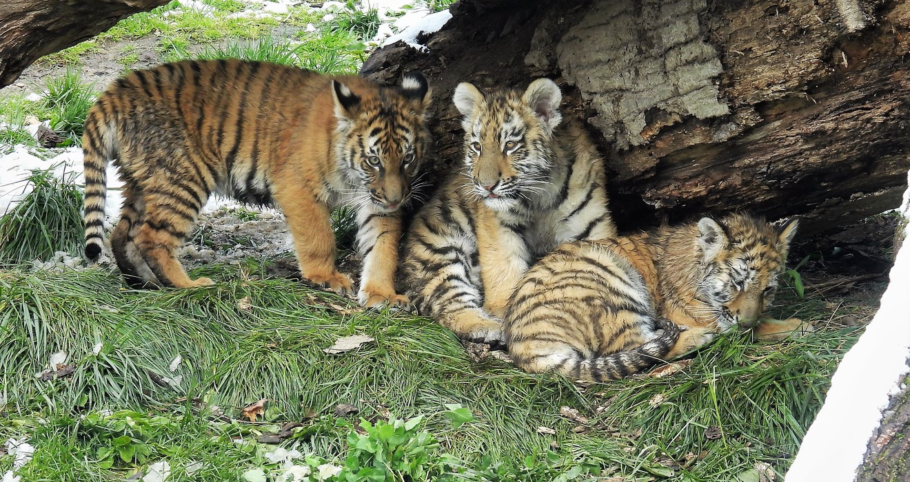 Tiger Takeover| Cleveland Zoological Society | June 30, 2021