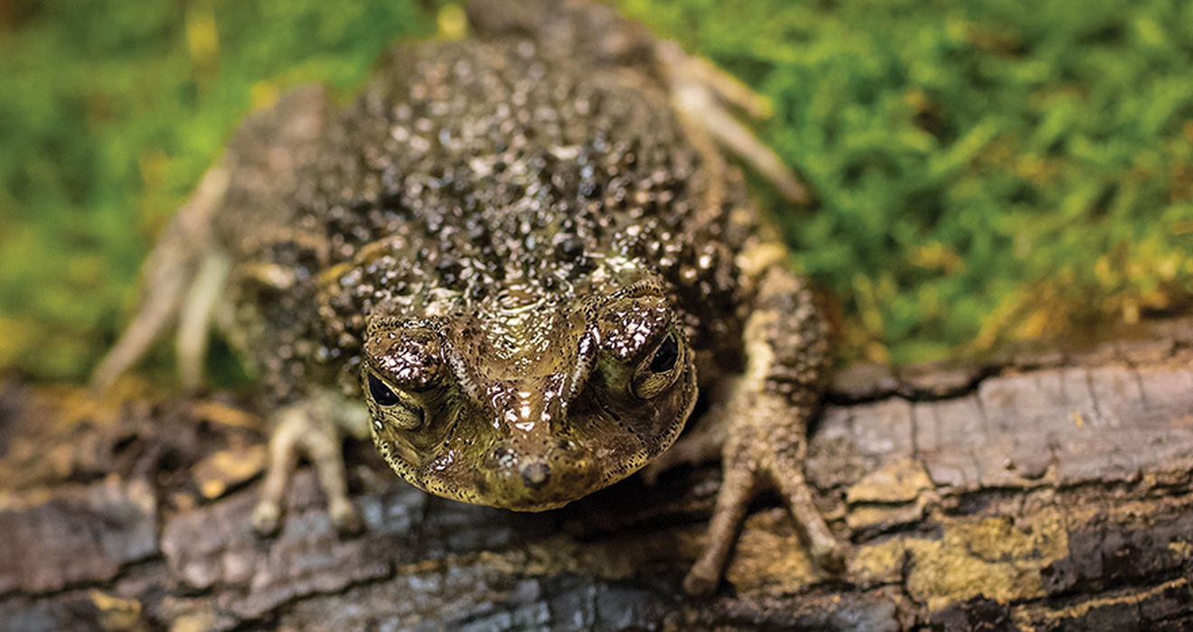 ASK THE EXPERT: What happens during brumation? | Cleveland Zoological ...
