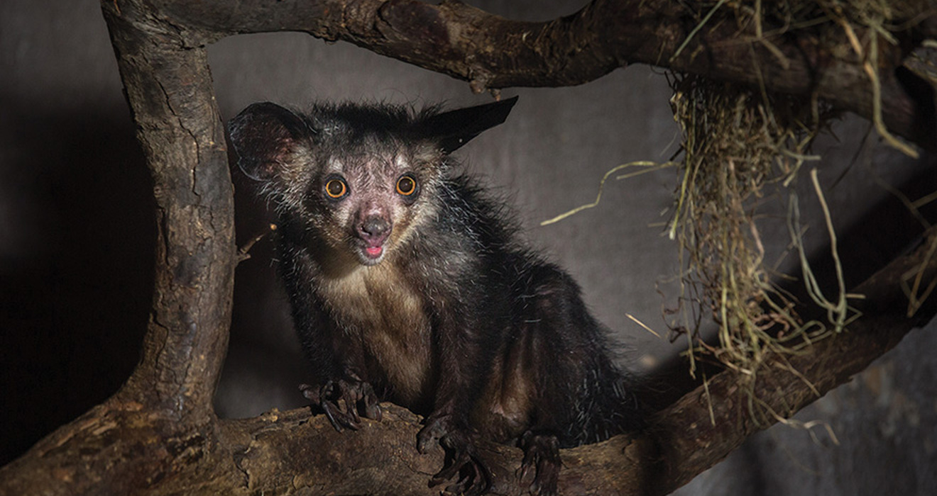 TRUTH OR TAIL? Aye-ayes are the only primate to use echolocation ...