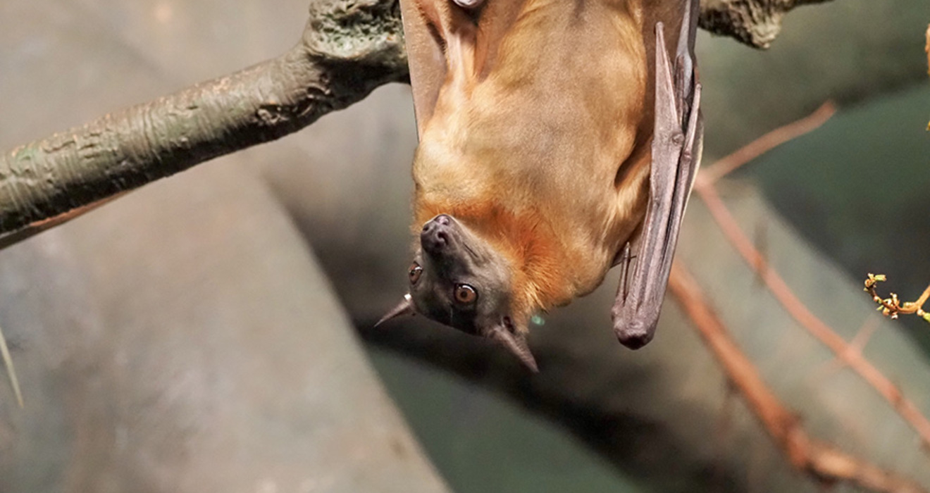 ASK THE EXPERT: Do all bats use echolocation?| Cleveland Zoological ...