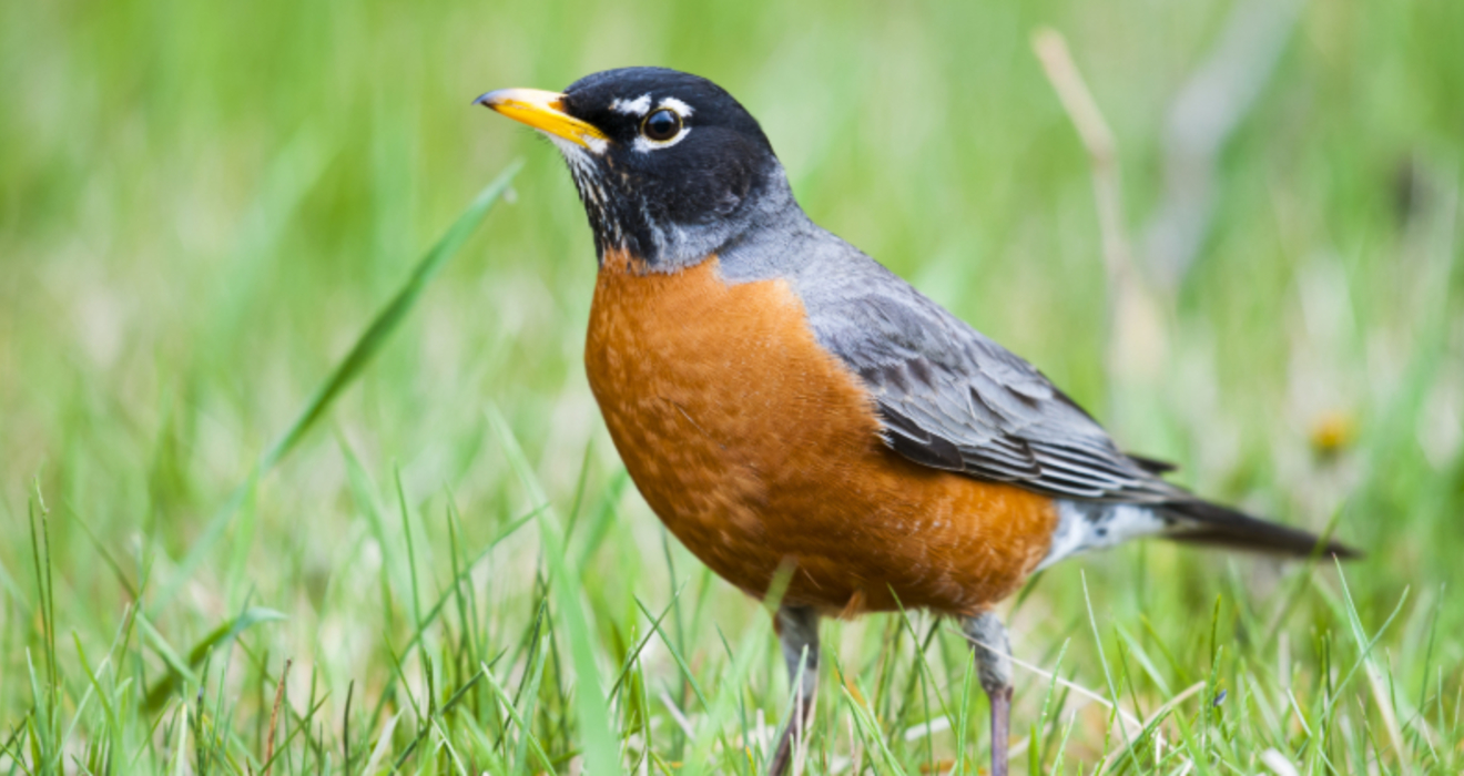 Citizen science with eBird| Cleveland Zoological Society | April 12, 2019