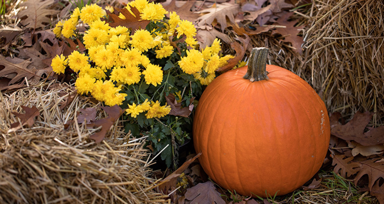 We love fall! 5 great things about visiting the Zoo in the fall ...