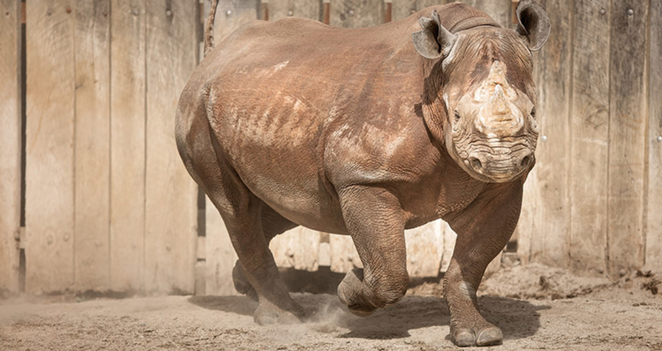Inge's important role| Cleveland Zoological Society | August 29, 2018
