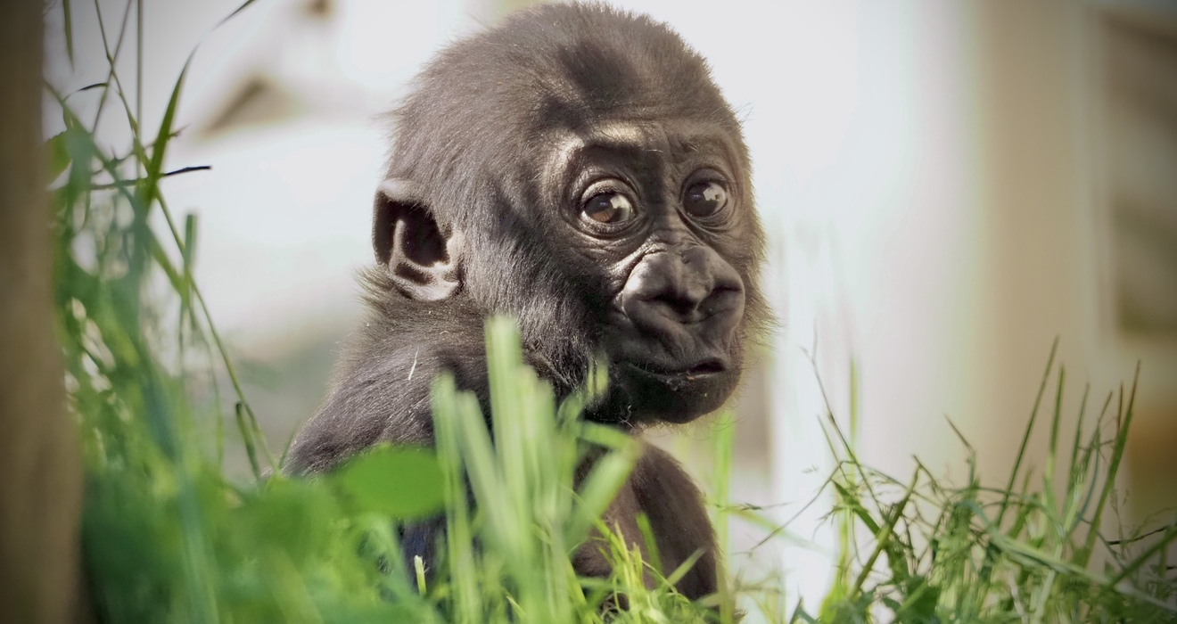 Re-writing the book on primate care| Cleveland Zoological Society ...