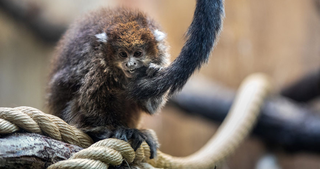 Species Spotlight: White-eared titi| Cleveland Zoological Society ...